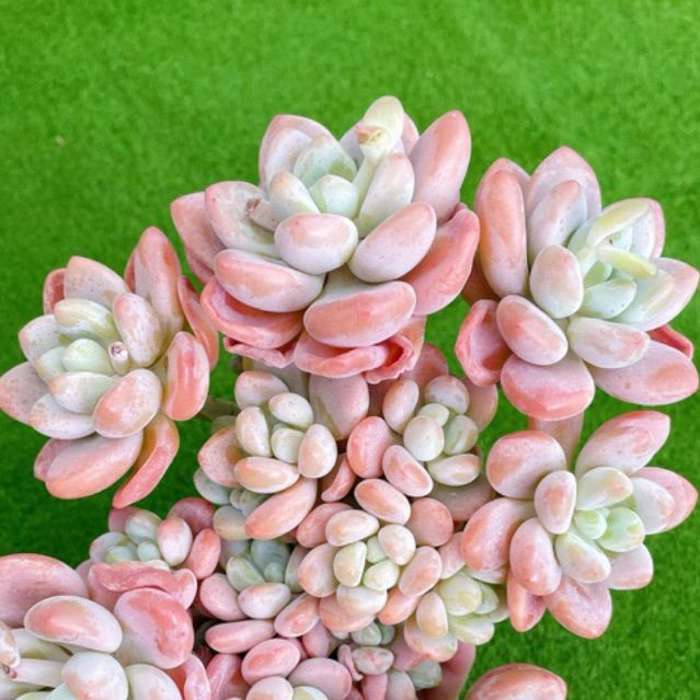 Pre-order 樱花洛神10-12cm Graptosedum Sakura miul (Super Quality & BIG SIZE ...