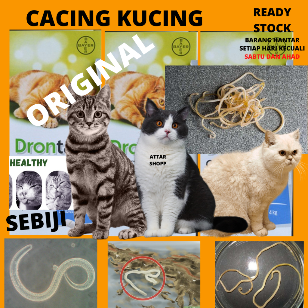 ORIGINAL Drontal Cat pil Deworm Cat Cacing Kucing Deworm Kucing ...