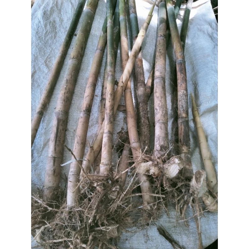 batang buluh untuk lemang dan pelbagai kegunaan (berserta dengan akar ...