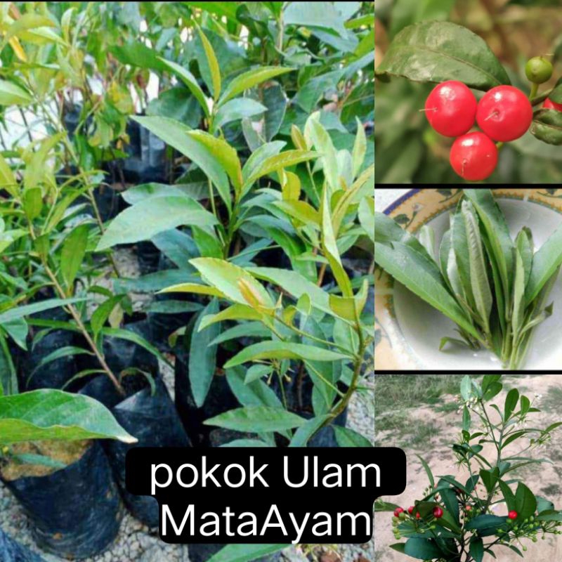 pokok mata ayam pokok ulam+freegif🎁 | Shopee Malaysia