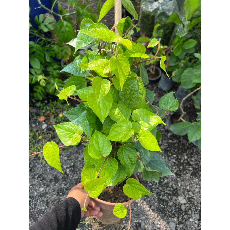 Pokok Sireh (saiz besar) | Shopee Malaysia