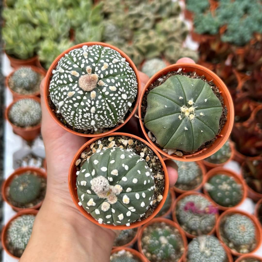 GPS Green Plant Society Live Cactus Astrophytum Asterias Rare 星兜 稀有仙人掌 ...