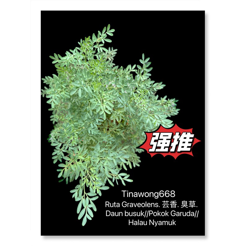 【TW668】 Ruta Graveolens 芸香叶. 臭草Daun busuk| Pokok Garuda dalam polybag ...
