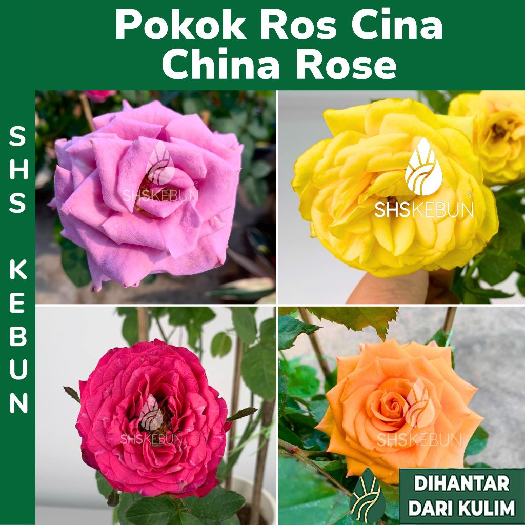 Pokok Ros Cina China Rose Pokok Bunga Outdoor Pokok Hidup Live Plant ...