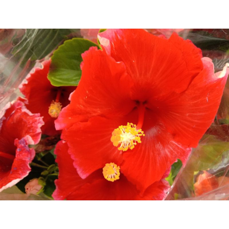 🔥🔥Bunga Raya Hybrid No.35🔥🔥 | Shopee Malaysia