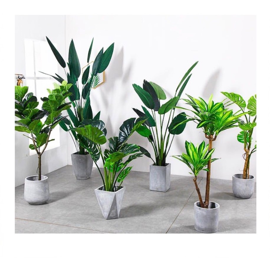 Pokok Viral Premium Skybird Banana Pokok Hiasan Pokok Skybird ...