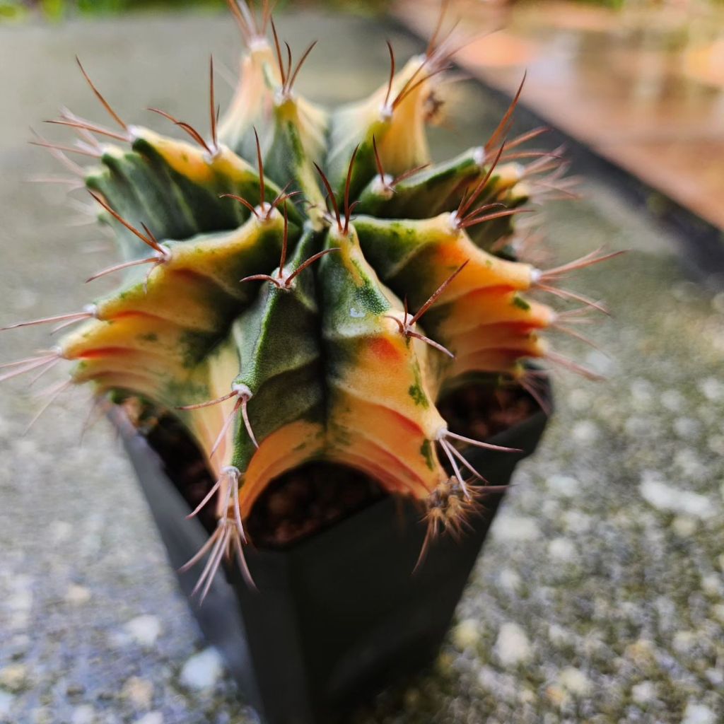 FIRE OPAL CACTUS (OFFSETS FROM LANDED MOTHER PLANT SOME MIGHT HAVE SCAR ...