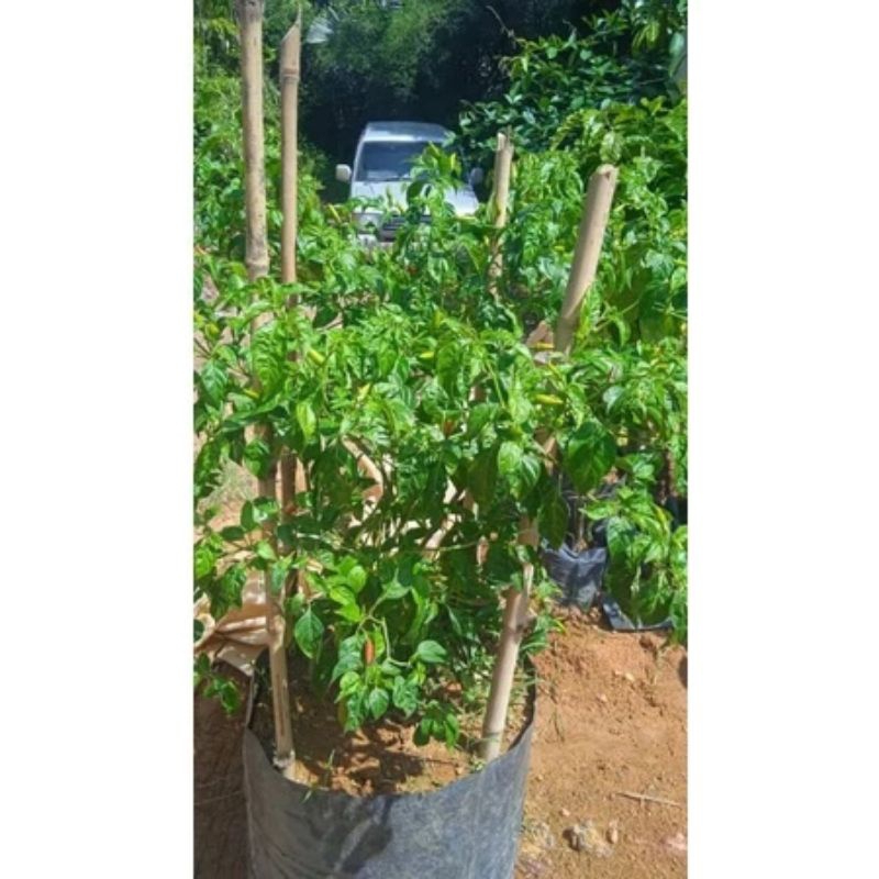 ANAK POKOK LADA BURUNG KAMPUNG | Shopee Malaysia