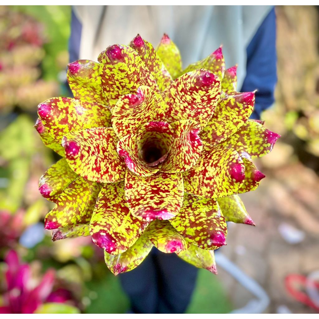 BROMELIAD VIRGO PROUD [SILA BACA TERMA DAN SYARAT SEBELUM MEMBUAT ...