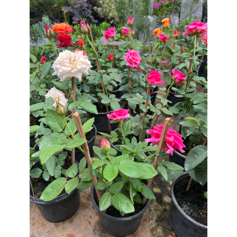 Ros Kampung Dijamin Tahan Panas ( Warna Merah,Pink,Kuning,Oren ) | Shopee Malaysia