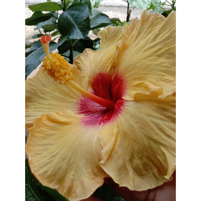 🔥🔥Bunga Raya Hybrid No.58🔥🔥 | Shopee Malaysia