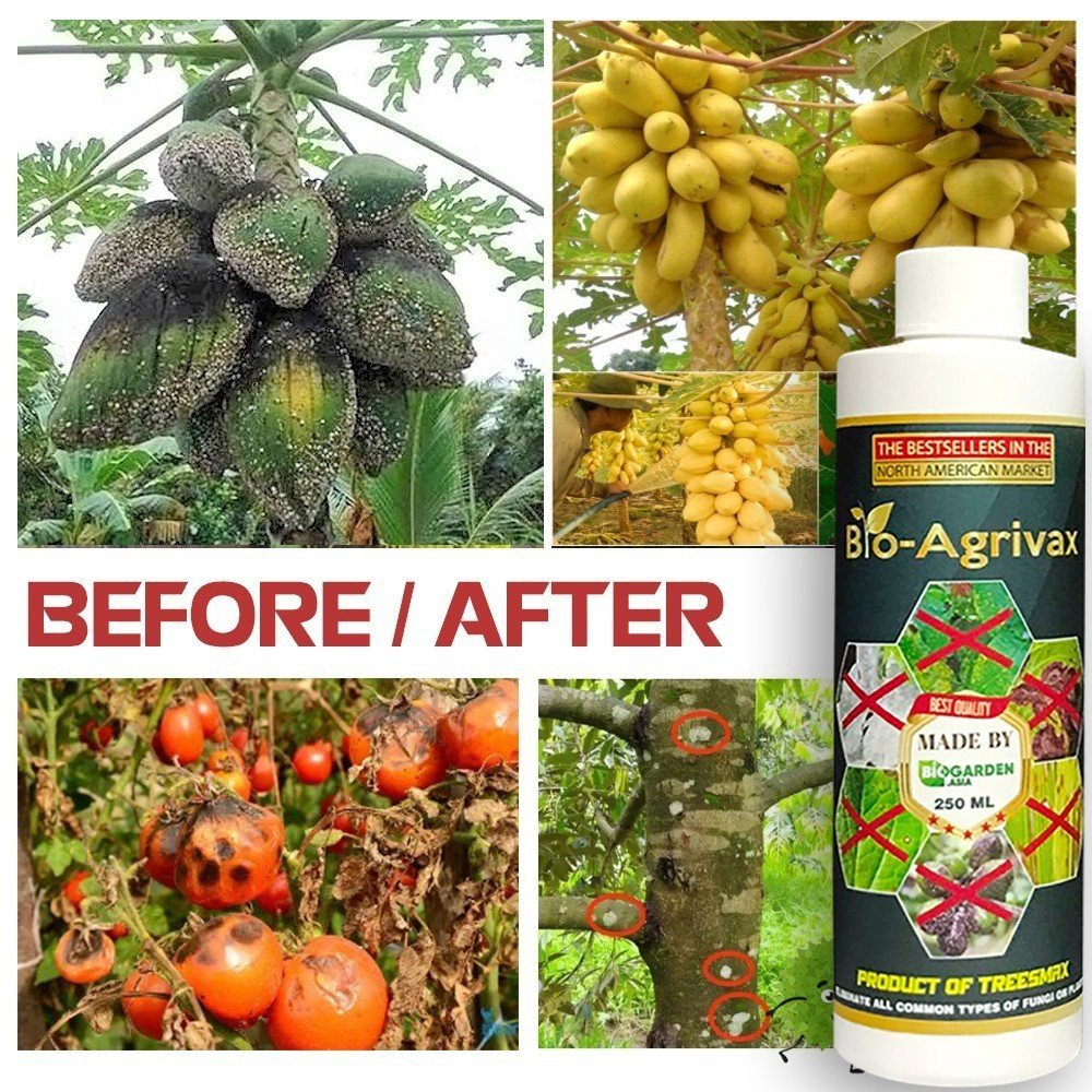 HOT Fungisida King Bio Agrivax - Racun kulat organik teratas untuk ...