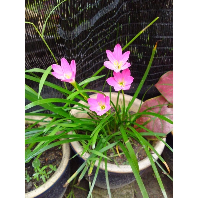 Benih / Bebawang Pokok Bunga Rain Lily (Pink) - 10 Pcs | Shopee Malaysia