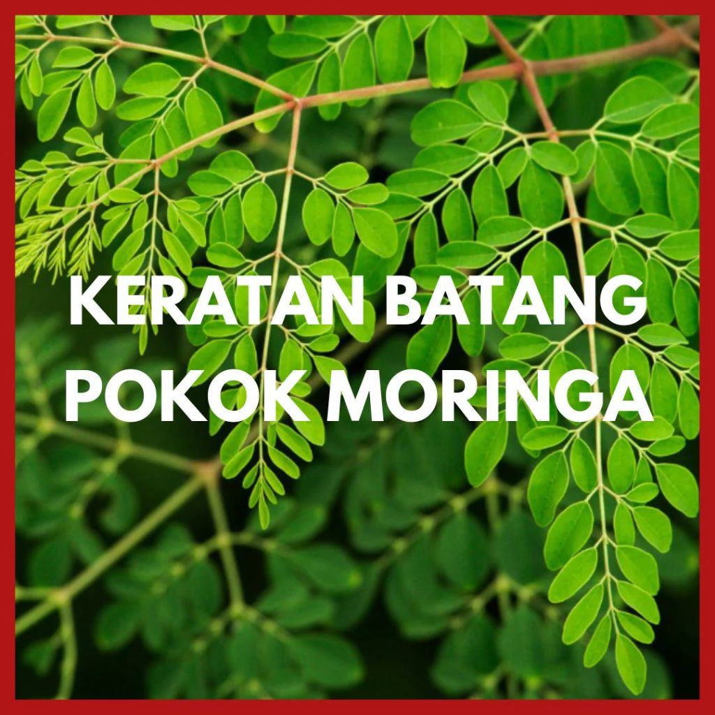 MORINGA Keratan Batang Moringa Moringa oleifera Pokok Kelor 20 cm ...