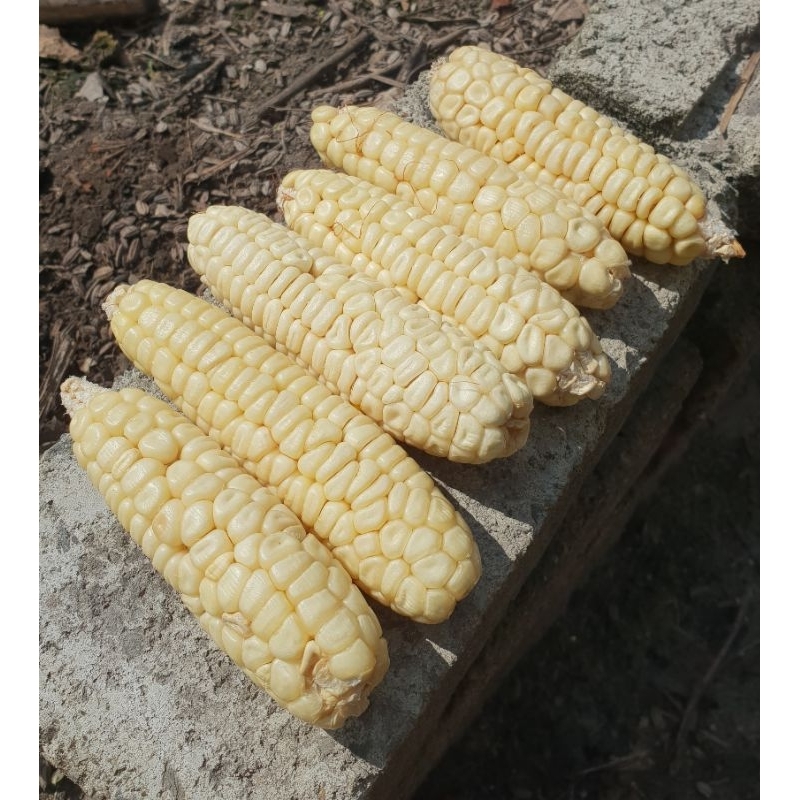 15 biji benih jagung putih kampung pulut organik benih jagung putih ...
