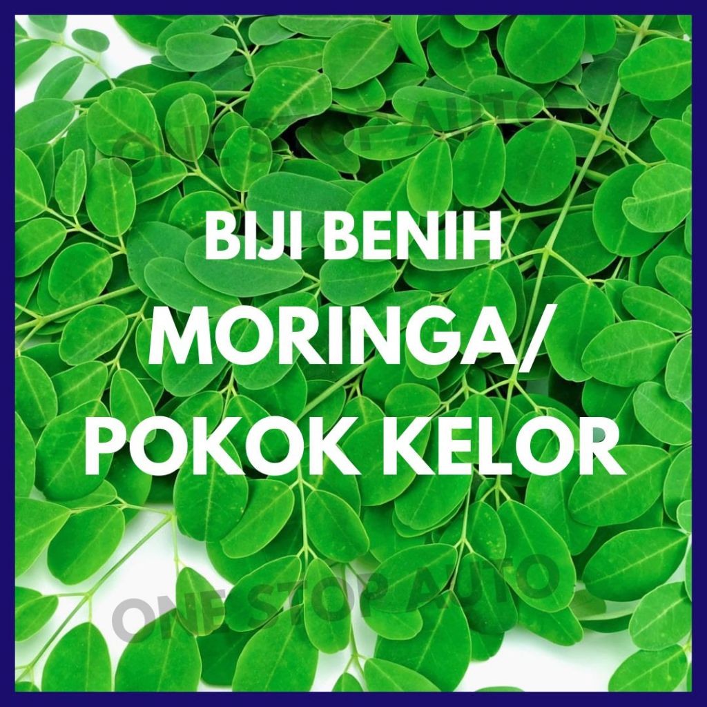 Biji Benih Pokok Moringa Pokok Kelor Berkualiti Tinggi ( High Quality ...