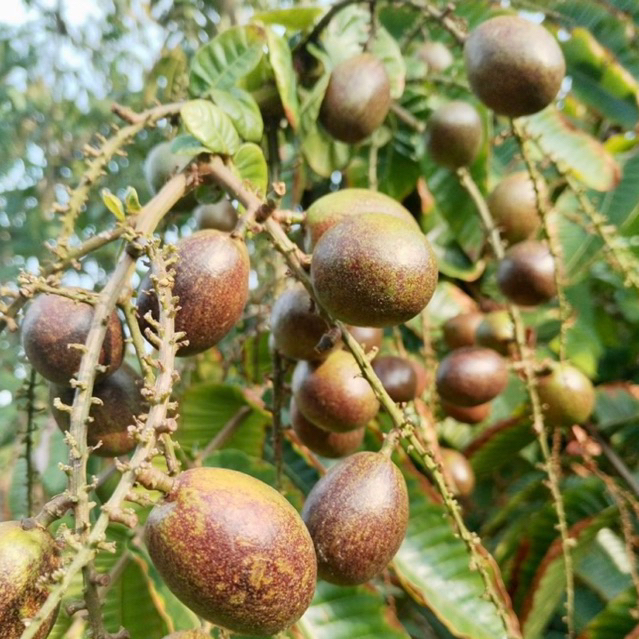 1kg Baja Pokok buah matoa longan Brasil | Shopee Malaysia