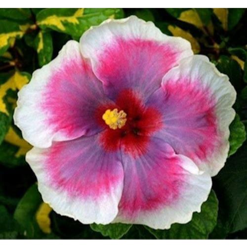 Anak Pokok Bunga Raya/Hibiscus Hibrid/Hybrid Impot Season 2 | Shopee ...