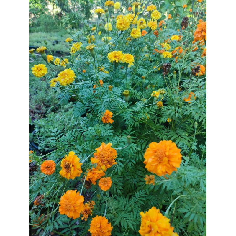 Anak pokok bunga MARIGOLD warna oren dan kuning | Shopee Malaysia