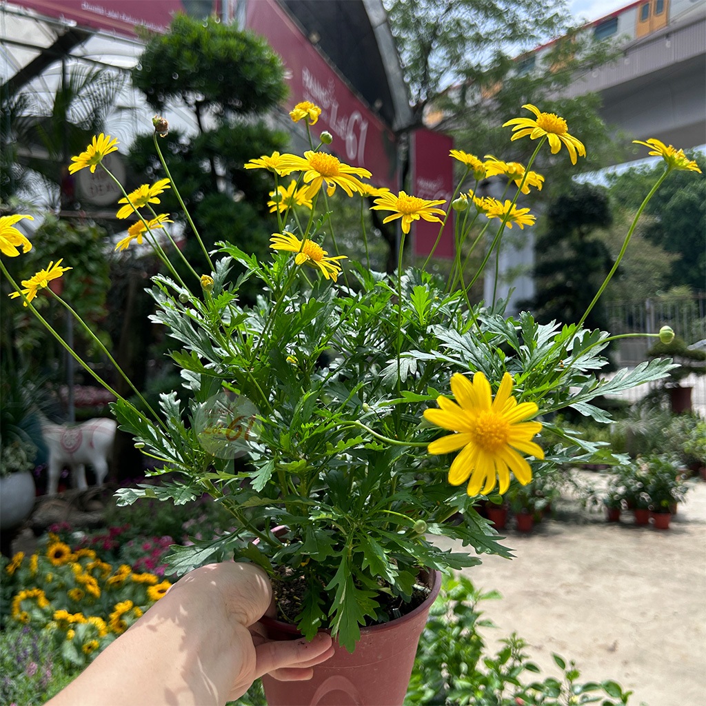 [Paling Horticulture Sdn Bhd] Golden Shrub Daisy 黄金菊 | Euryops ...