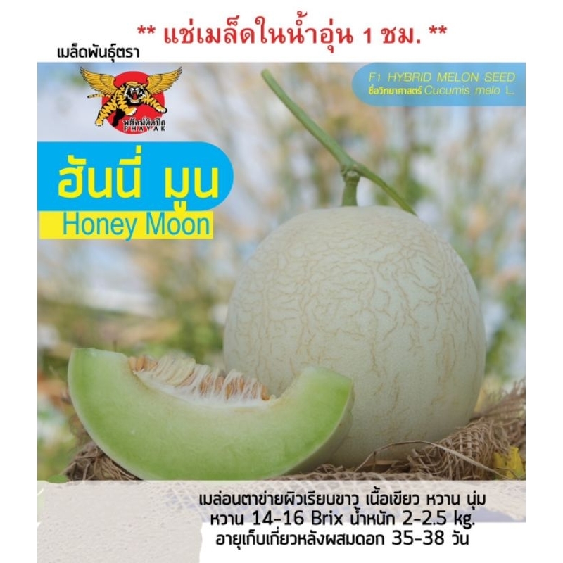 Premium Honey Moon Melon ( F1 Hybrid Melon Seed) | Shopee Malaysia