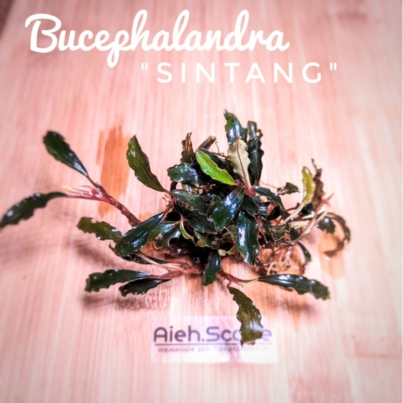 [BUY 4 FREE 1] Bucephalandra Sp. Sintang (stalk) aquatic plant for aquarium paludarium and ...