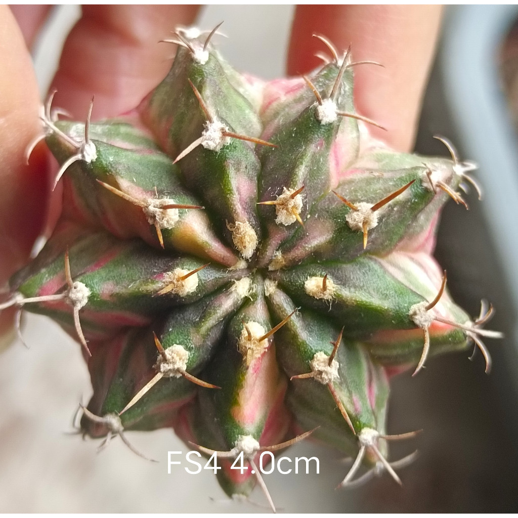 FANTASIA ID CACTUS (OFFSETS WITH SHORT ROOTS) | Shopee Malaysia