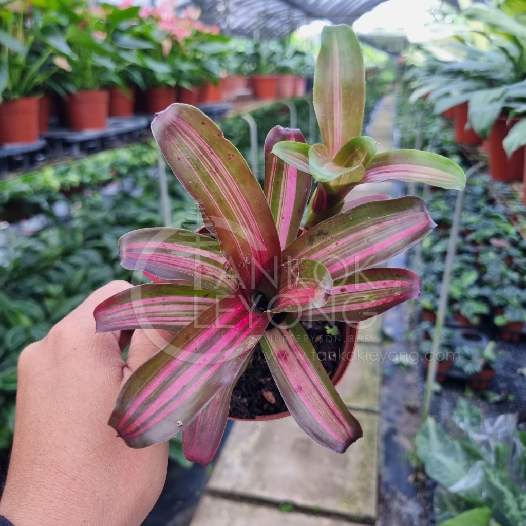 TKL - Bromeliad Neoregelia Zoe/FireBall/Red Apple/Angel 火球/积水凤梨 ...