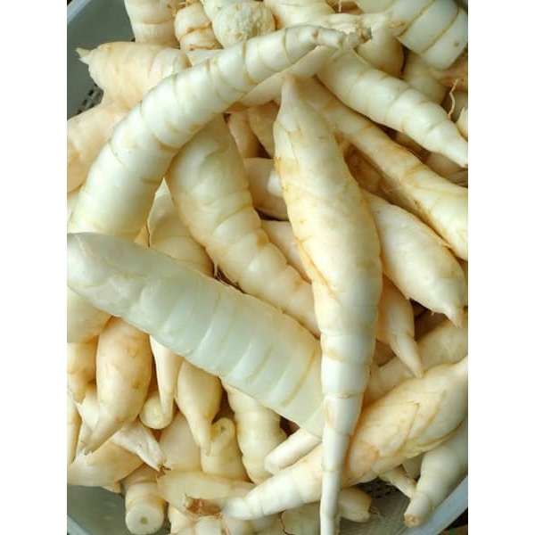 Anak Pokok Ubi Sagu Bemban/Arrowroot/Ubi Garut | Shopee Malaysia