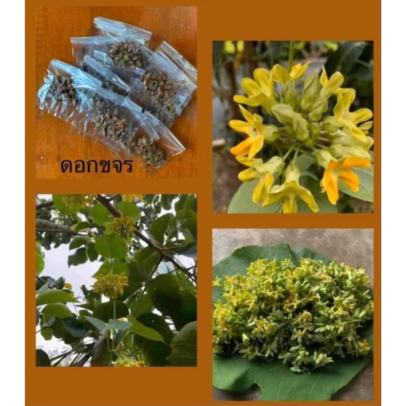 Bunga tongkeng jasminetelosma cordata seeds เมล็ดดอกขจร | Shopee Malaysia