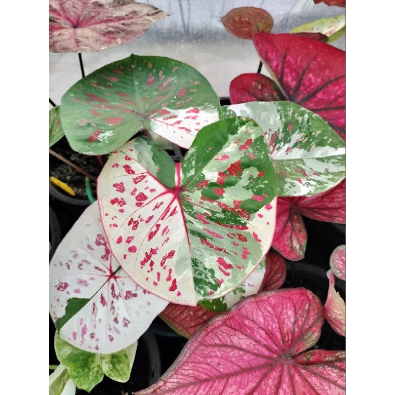 Keladi K.K.C (Caladium) – Pokok Hiasan Cantik | Shopee Malaysia