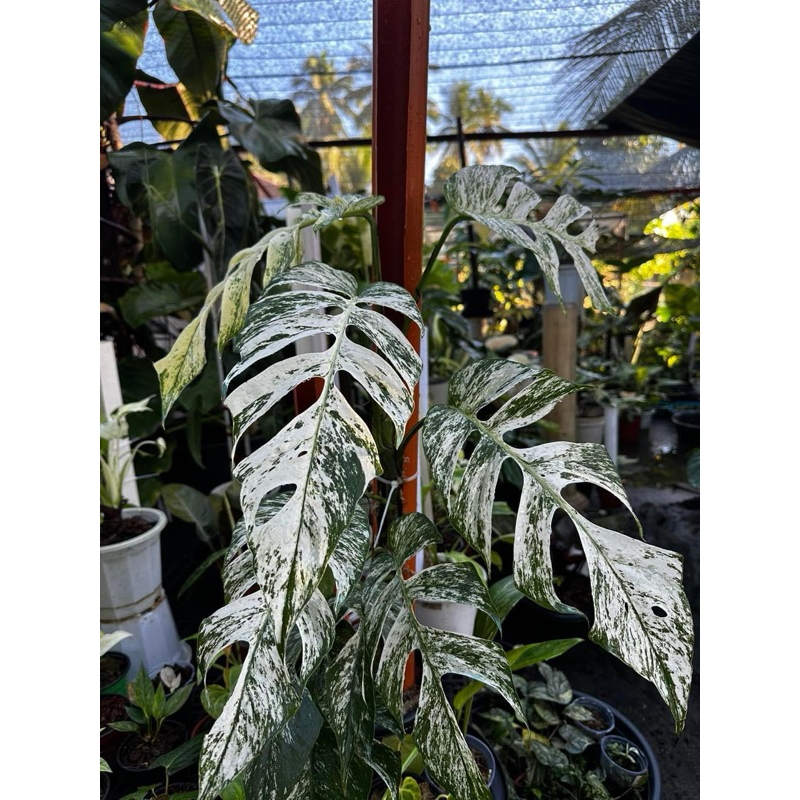 Epipremnum Cebu Blue Variegated | Shopee Malaysia