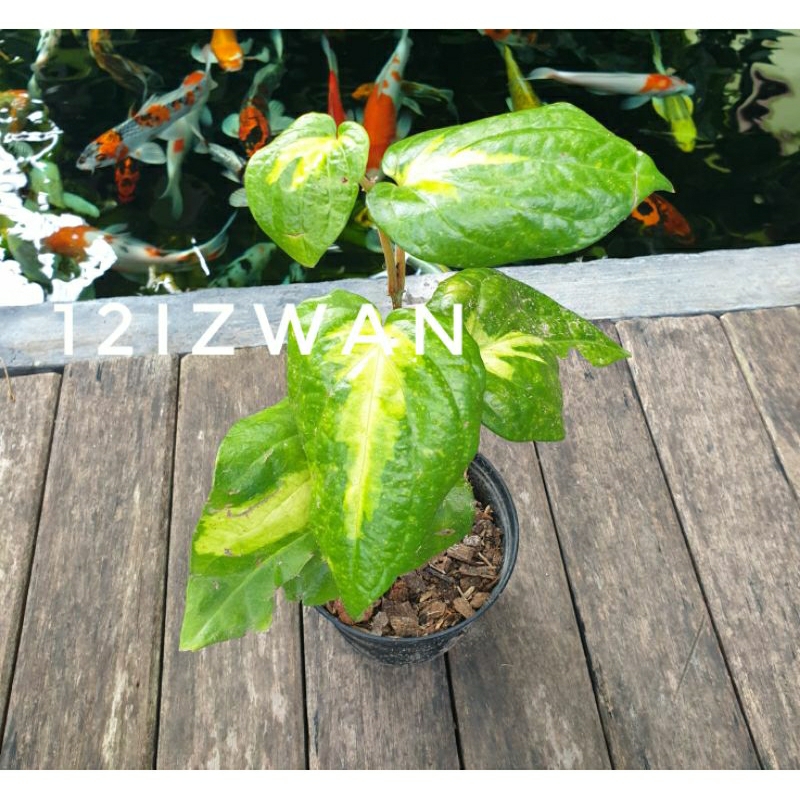 Pokok Sireh Variagated live plant (RARE) | Shopee Malaysia