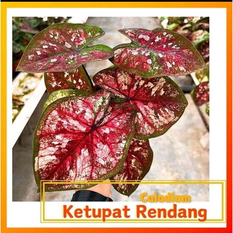Caladium Ketupat Rendang : [Caladium Plants-Pokok Keladi /Indoor Plant ...