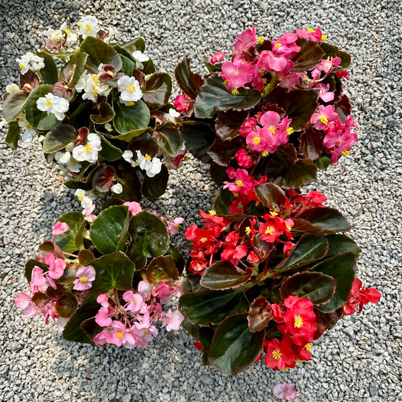 🔥INDOOR🔥 BEGONIA ROSEFORM ROSE TREE / Pokok Asam Batu Ros Bunga ...