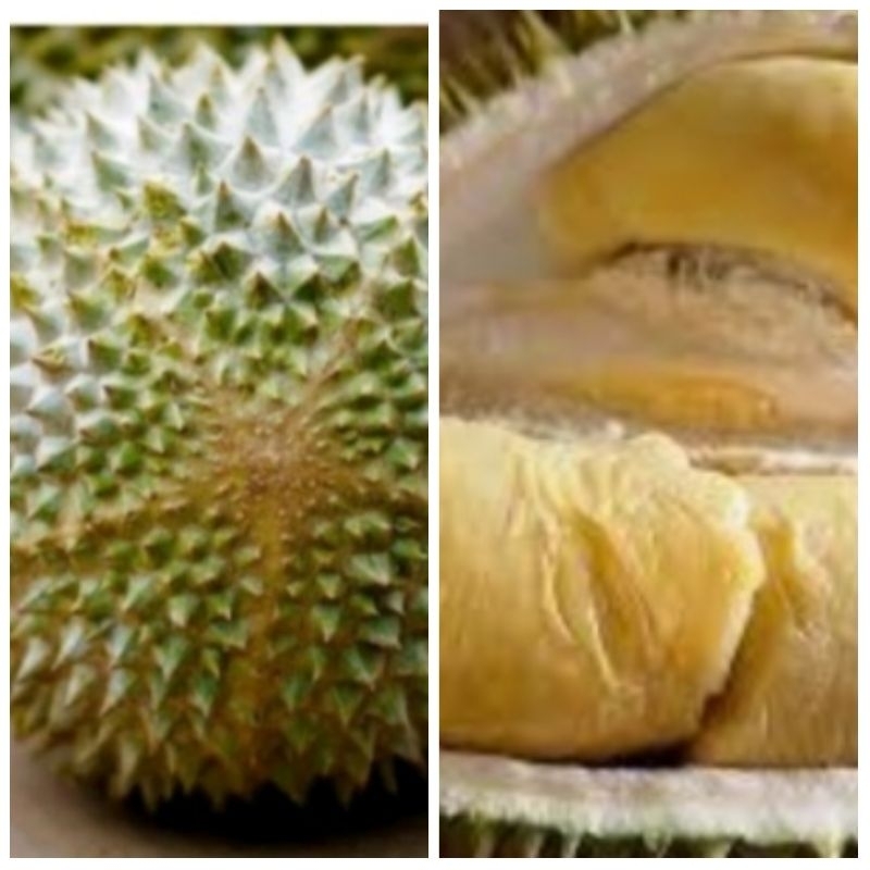 Pokok Durian Chene D123 | Shopee Malaysia