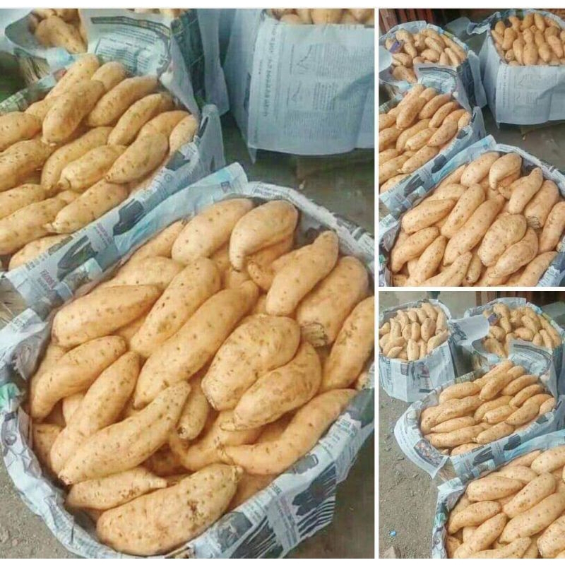 1KG UBI CILEMBU / HONEY SWEET POTATOES / UBI CELEMBU ASLI INDONESIA ...