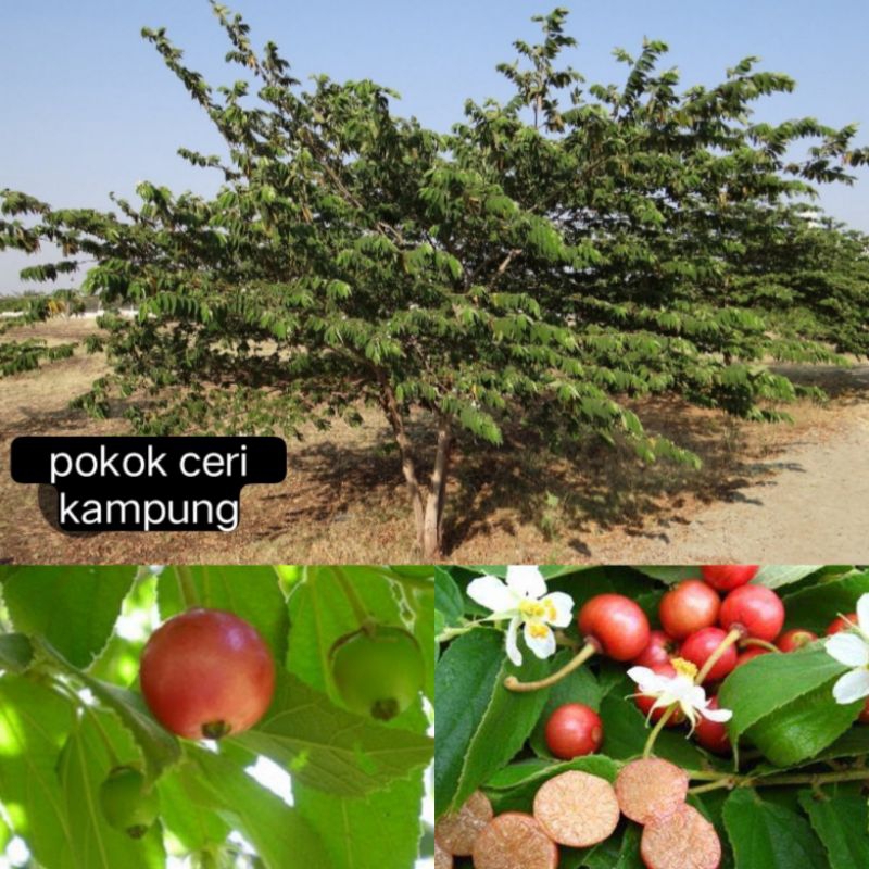 pokok ceri kampung/kekut. mudah membesar sesuai utk teduhan atau ...