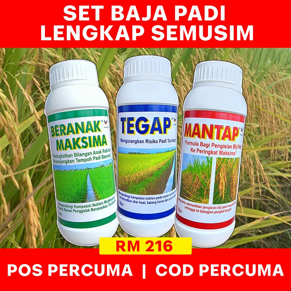 BAJA PADI LENGKAP SEMUSIM / PECAH ANAK / ELAK TUMBANG / ISI PADI PENUH ...