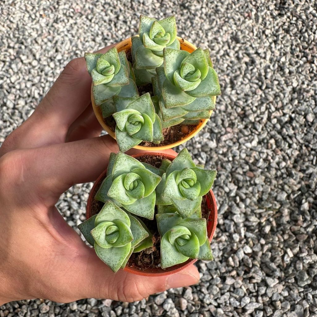 GPS Green Plant Society Live succulent Crassula conjuncta 星王子 多肉 ...