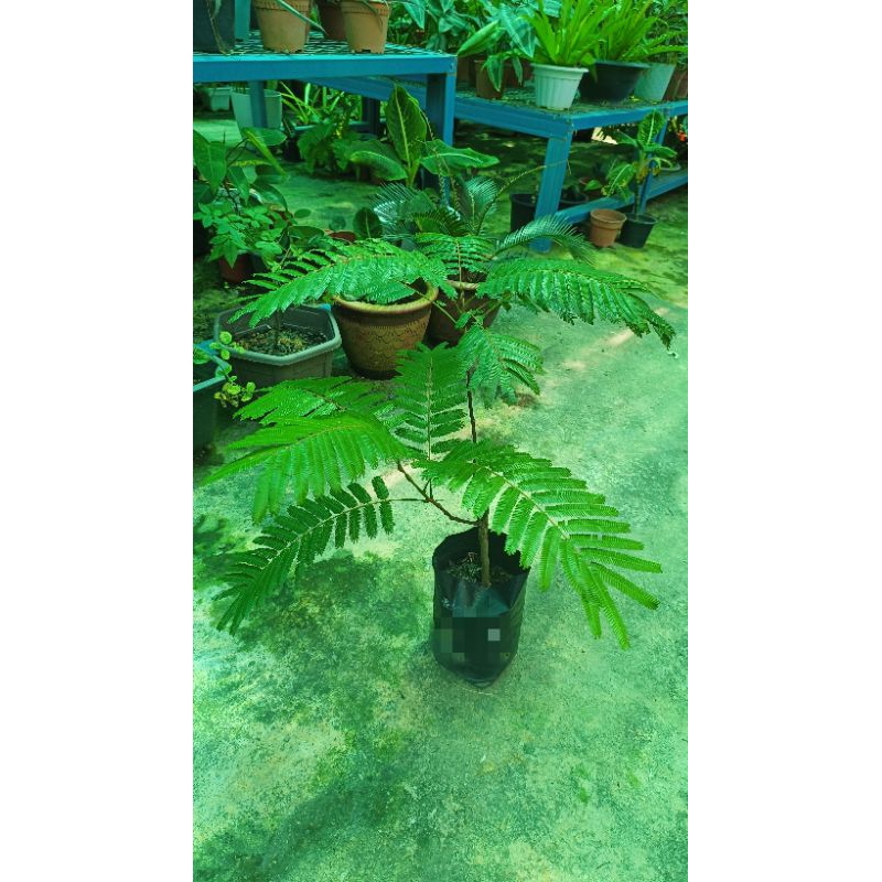 Anak Pokok Petai Hibrid (Pokok Rendah) | Shopee Malaysia
