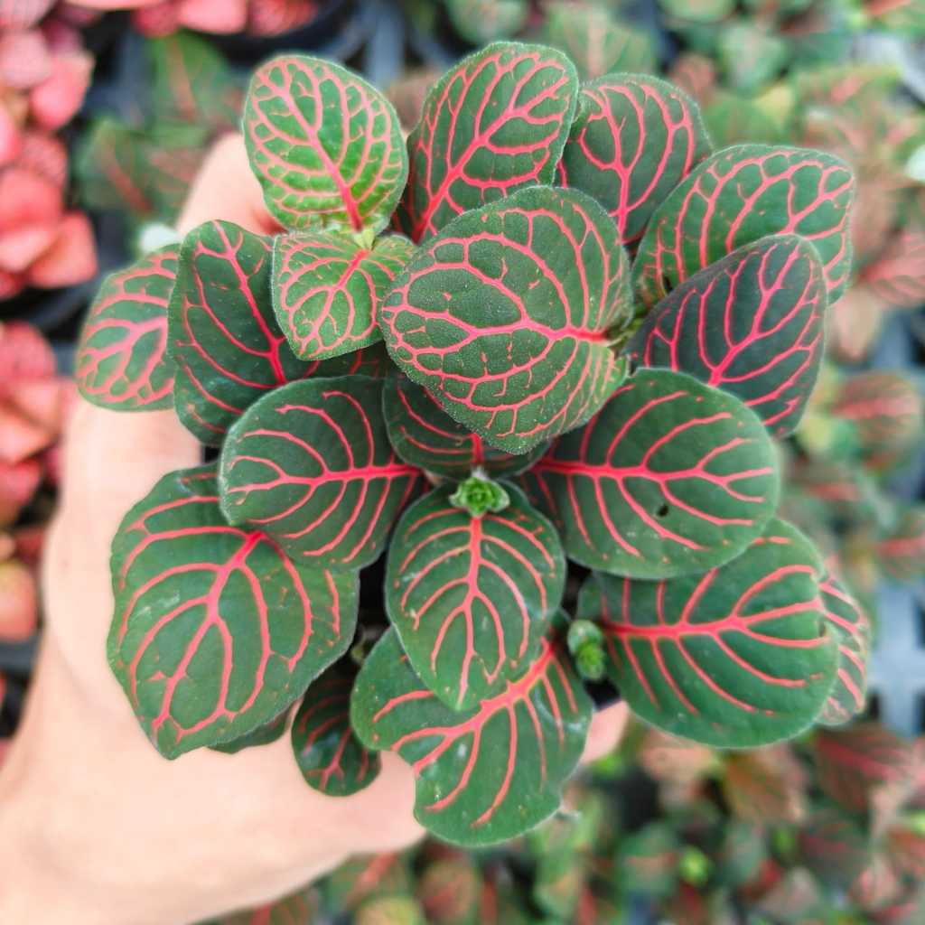 GPS Green Plant Society Live Plant Fittonia Bubble Red 泡泡红 网纹草 | Shopee ...