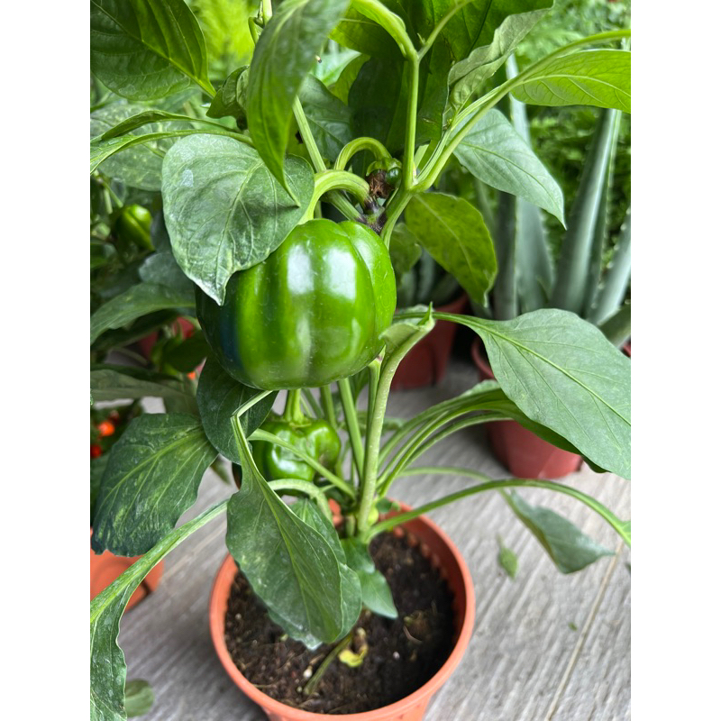 Lada Benggala - Capsicum Hijau - Peppers - Pokok Hidup | Shopee Malaysia