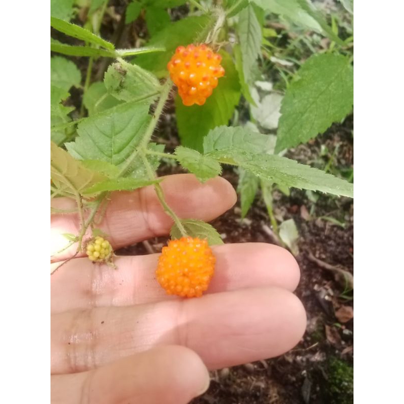 Anak Pokok Native Raspberry dari Kebun Paklong | Shopee Malaysia