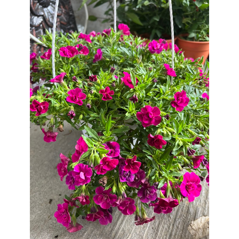 Mini Petunia Flower With Hanging Pot - Cute Petunia ( Random Color ...