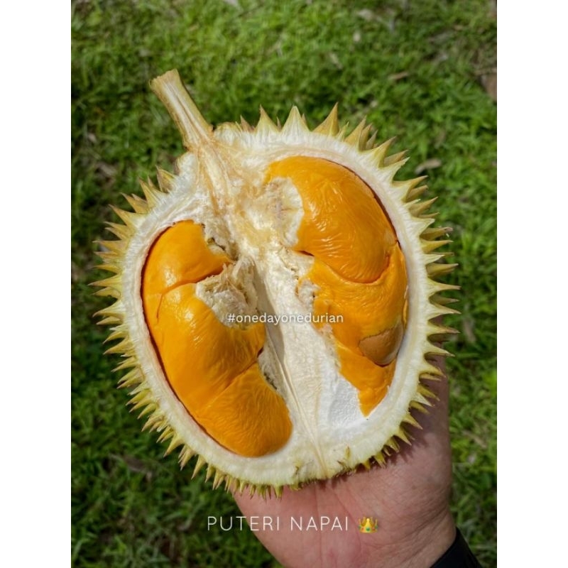 Jenis² Pokok Durian Bunga Merah Rare | Shopee Malaysia