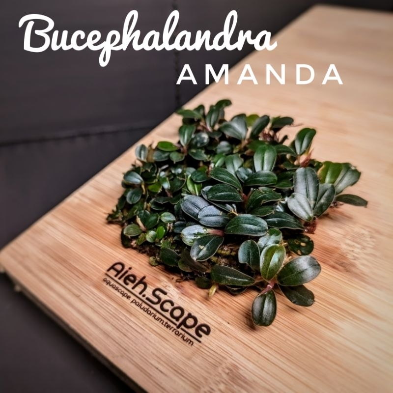 [BUY 4 FREE 1] Bucephalandra Brownie Amanda (mini clump) aquatic plants ...