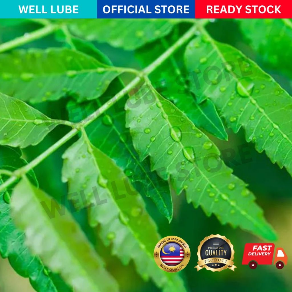 (1 Tangkai) Daun semambu segar/ fresh natural neem leaf | Shopee Malaysia