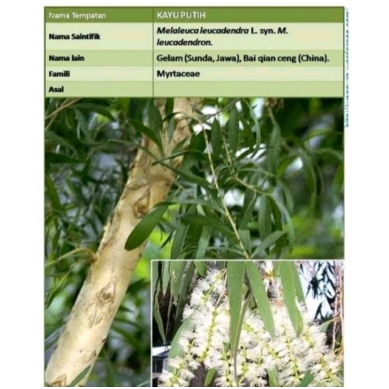 Anak Pokok Kayu Putih -eucalyptus super rare | Shopee Malaysia