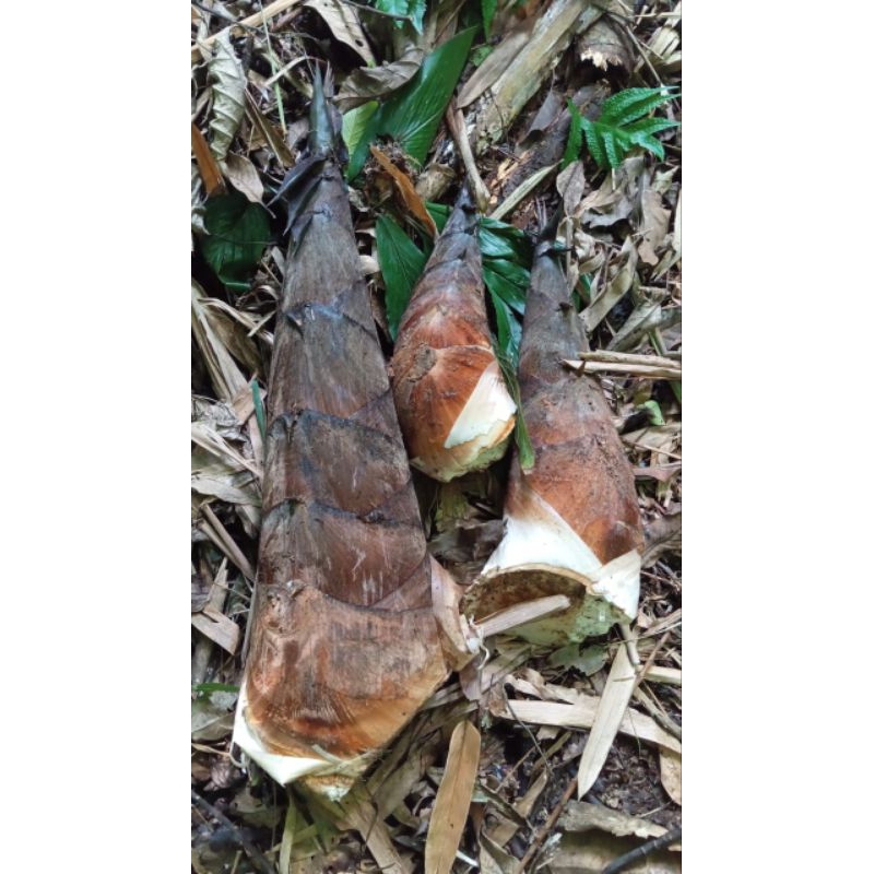 Rebung segar dari hutan 1kg(isi manis) | Shopee Malaysia